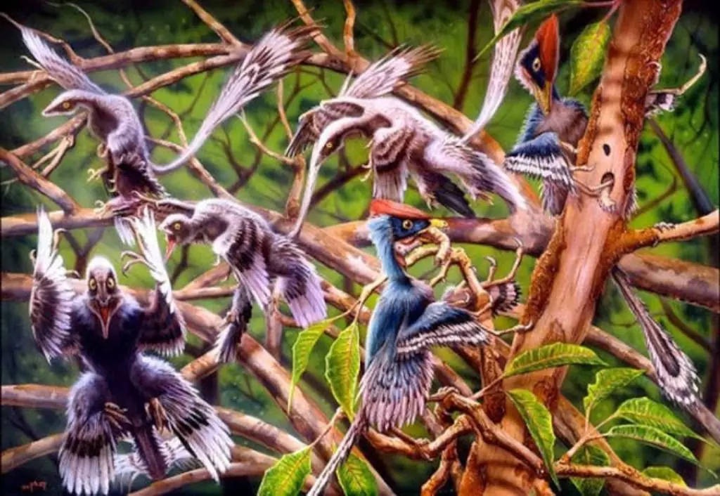 Epidexipteryx-Gruppe.