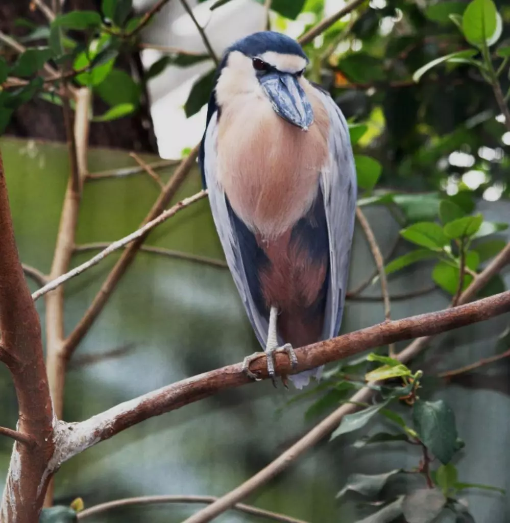 Der Pendelschnabelvogel bevorzugt dicht bewaldete Flussufer und Mangrovensümpfe.