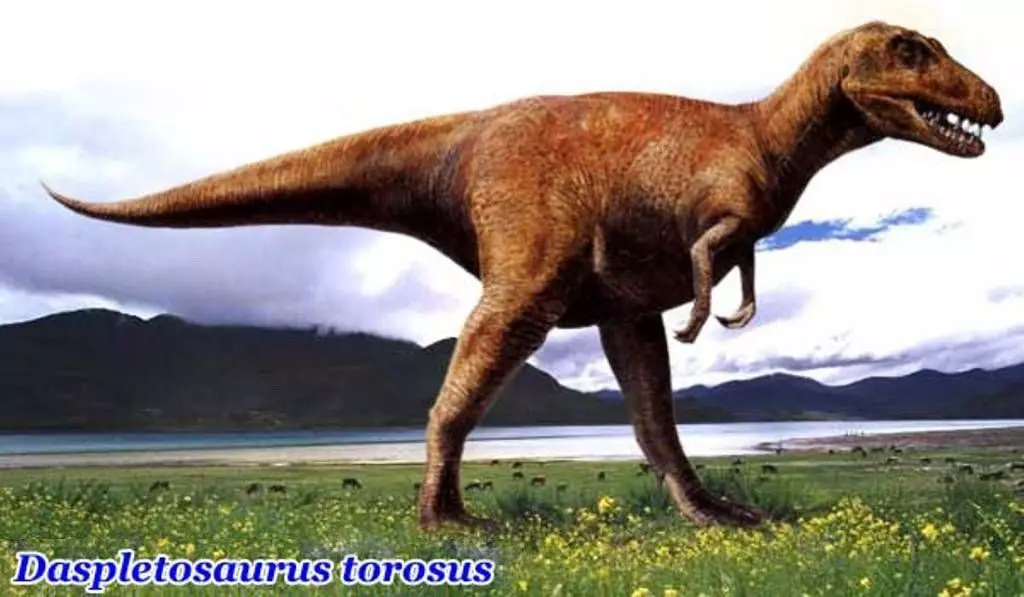 Daspletosaurs yari ifite amaguru maremare.