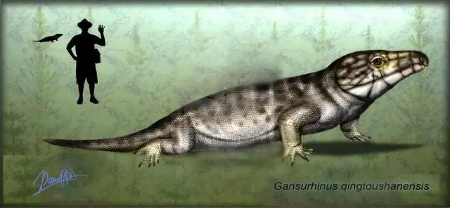 Kotylosaurus प्रजाति - Gansurhinus qingtoushanensis