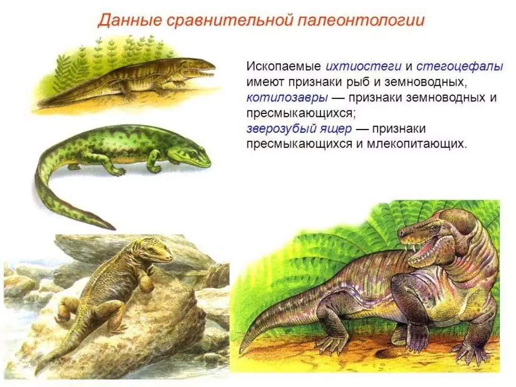 Cotylosaurs को विशिष्ट विशेषताहरु।