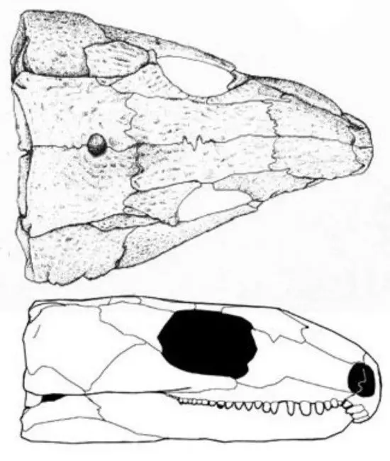 Occlusion dentaire de Moradisaurus - Mâchoire inférieure plus petite.