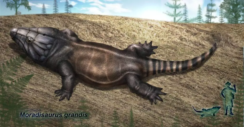 Catilosaurus de la famille Moradisaurus, espèce - moradisaurus grandis.