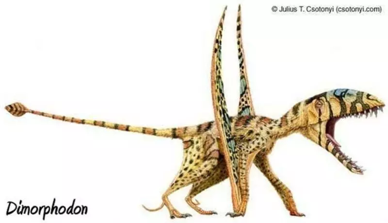 Dimorphodon