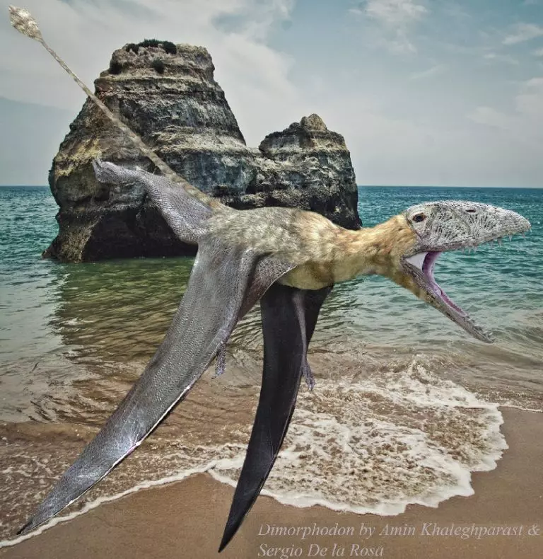 Os dimorfodons do grupo Rhamphorhynchum tiñan unha longa cola.