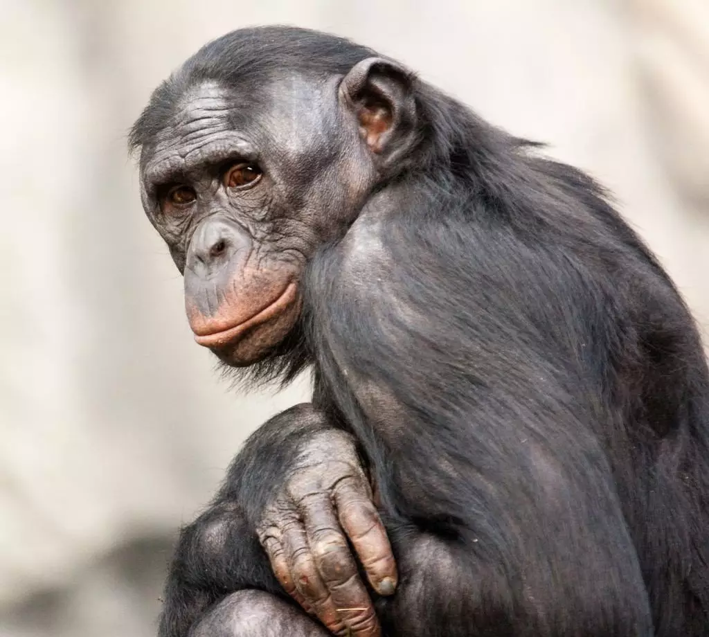 Chimpanzi cha Pygmy, kapena bonobos (Pan paniscus).