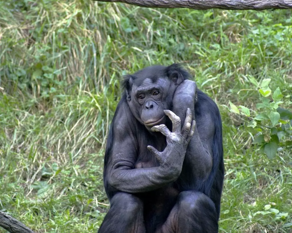 Bonobos har en strikt matriarki. Män spelar en sekundär roll.