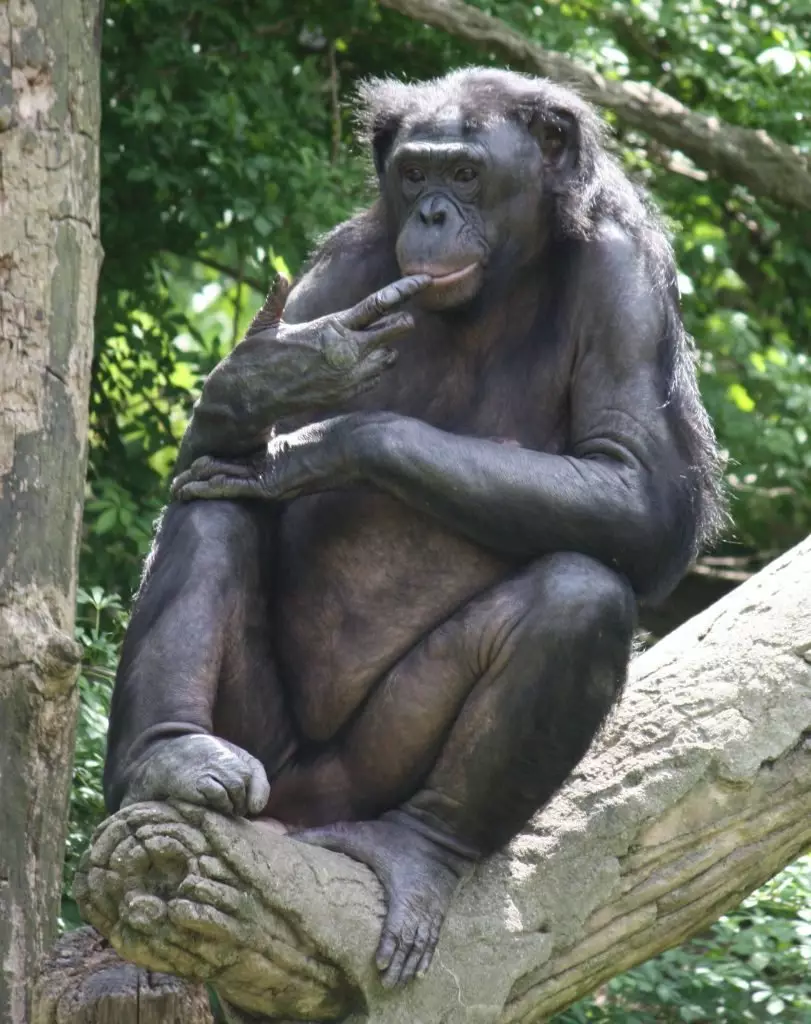 Bonobos ndi anyani omnivorous.