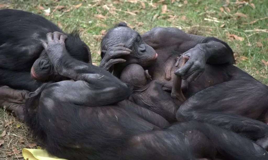 Odnosi v družini bonobos so v marsičem podobni človeškemu odnosu med moškim in žensko.