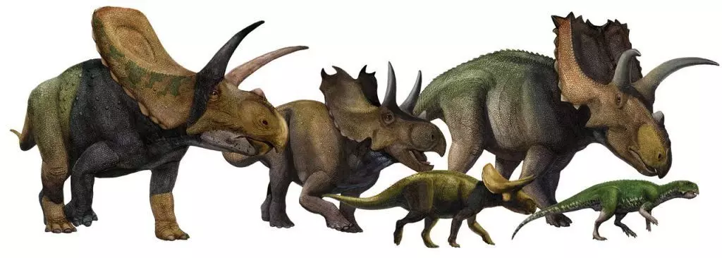 Ceratopsianos, dinossauros com chifres