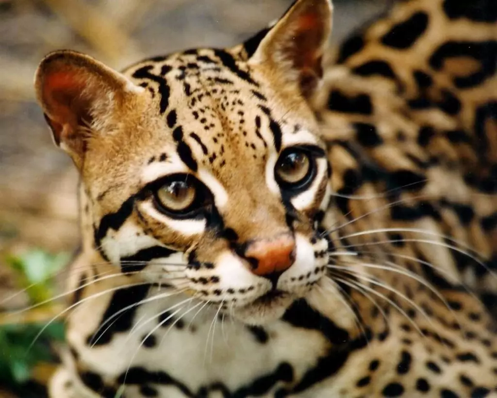 I-Ocelot (iLeopardus pardalis).