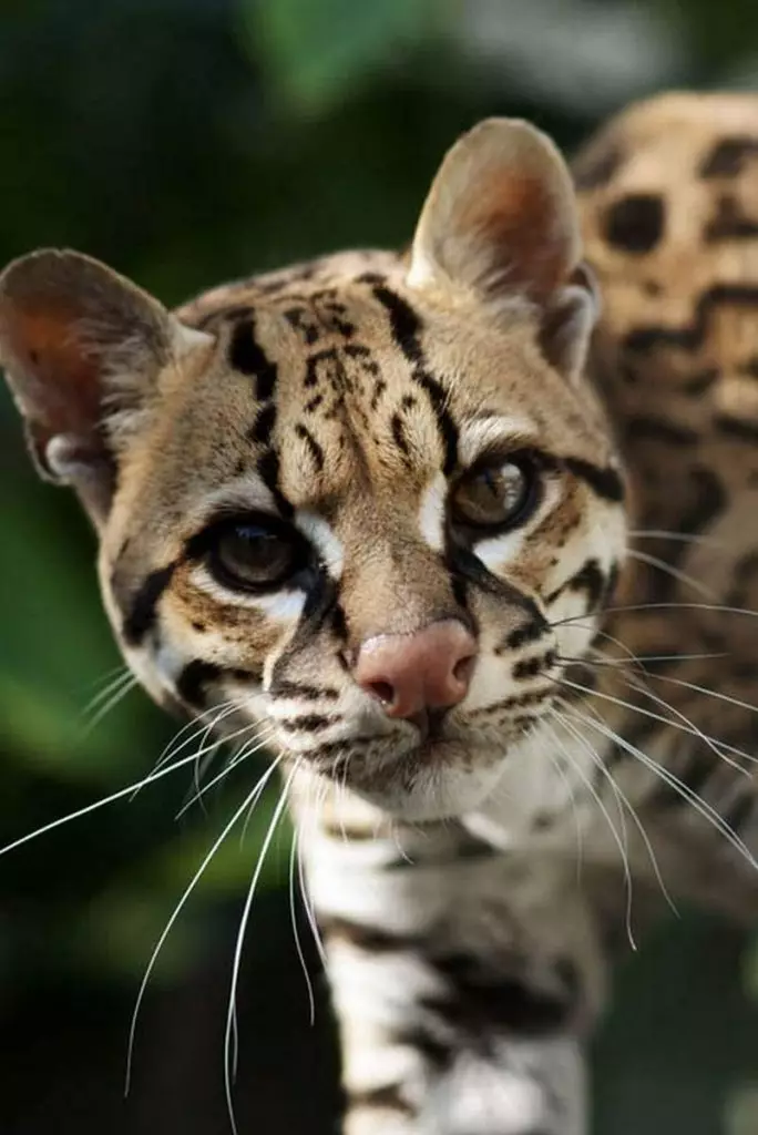 Ocelotinn lítur út eins og langhala köttur eða ungbarnabólur.