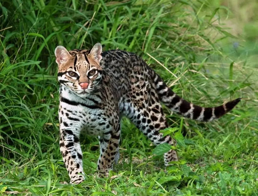 Ocelot dərisi uzun müddətdir populyar bir maldır.