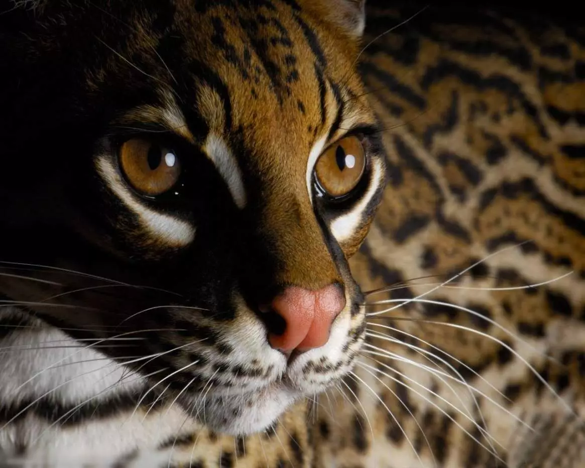 1980 -ci illərdə ocelot xəz paltoları 40 min dollara, canlı ocelot isə ev heyvanı olaraq 800 dollara satılırdı.