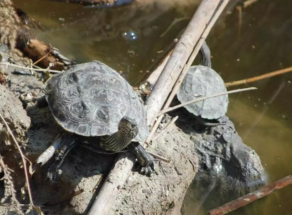 Caspian turtles hibernate at the bottom of water bodies.