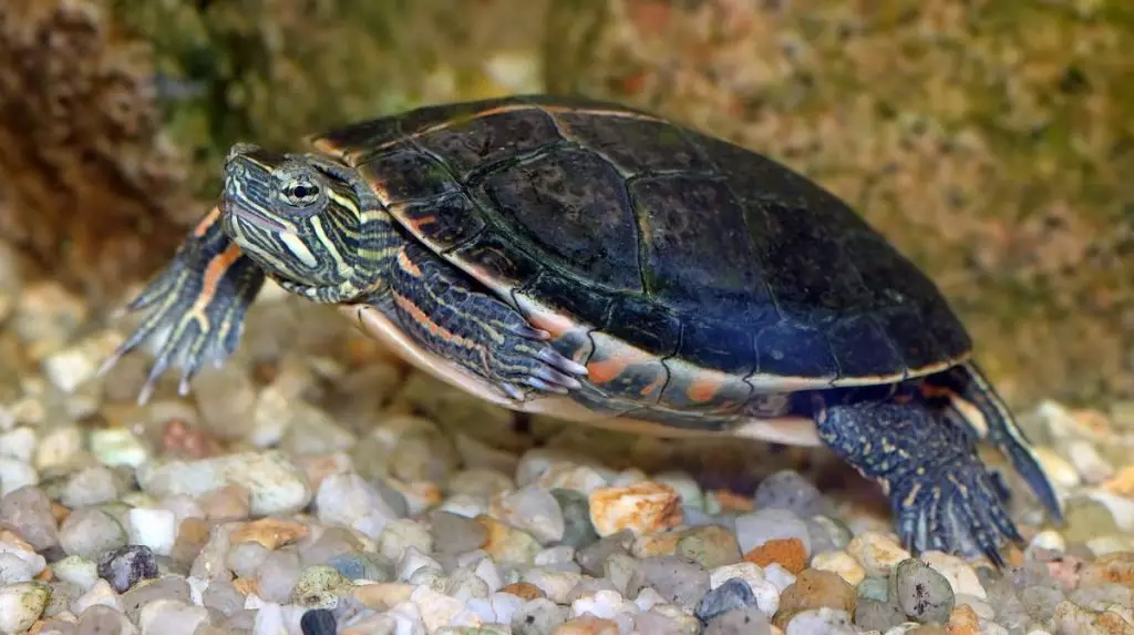 Only a few species moved on to land for the second time, which affected their appearance and behavior.