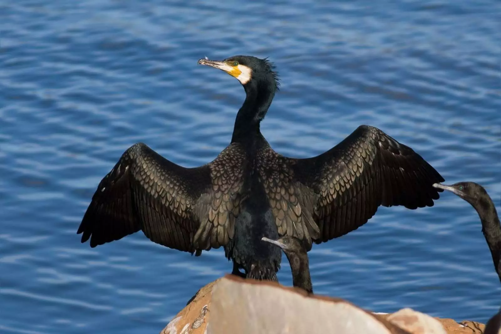 Cormorant kubwa (Phalacrocorax carbo).