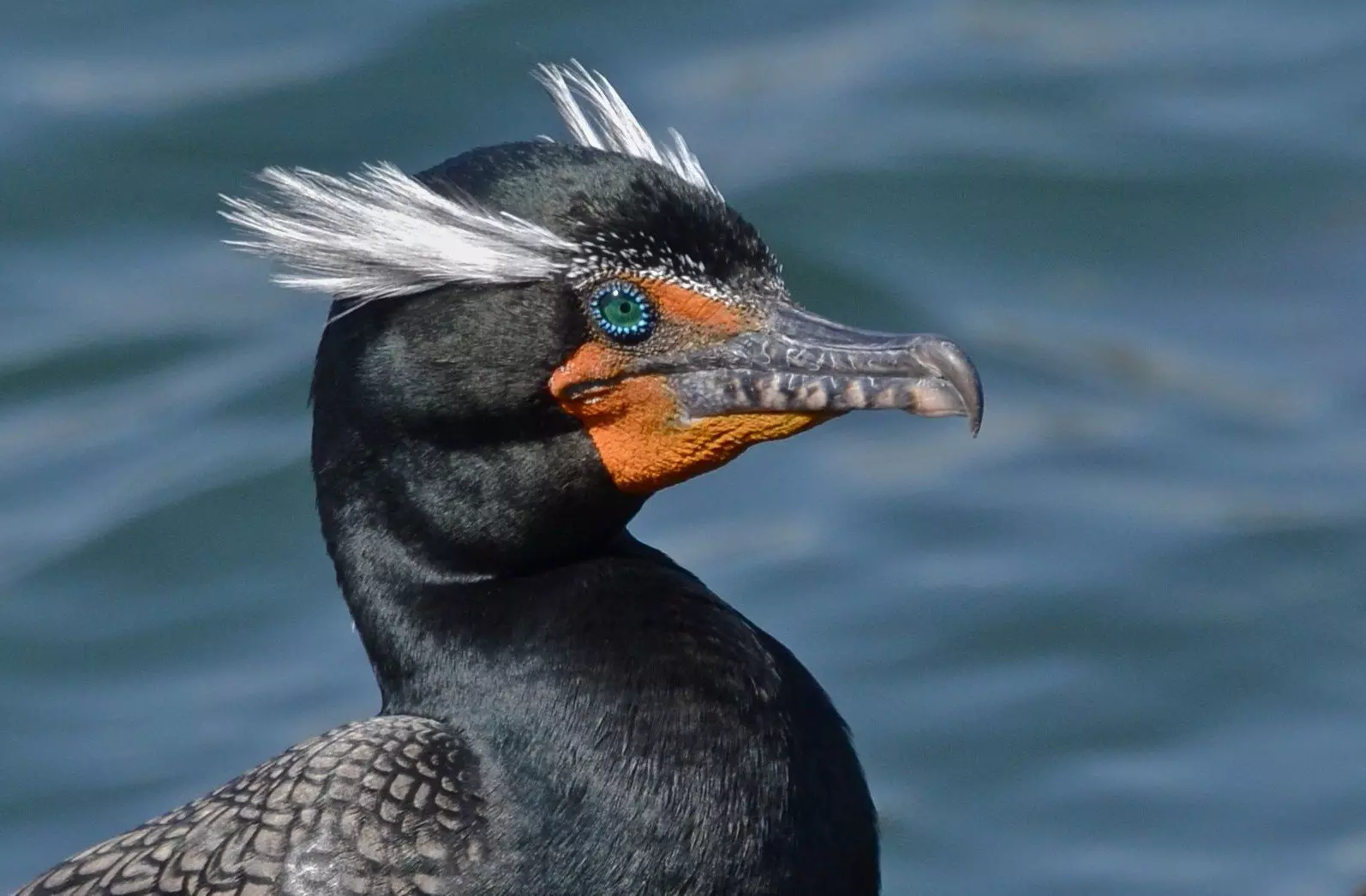 დიდი cormorants აქვს საინტერესო