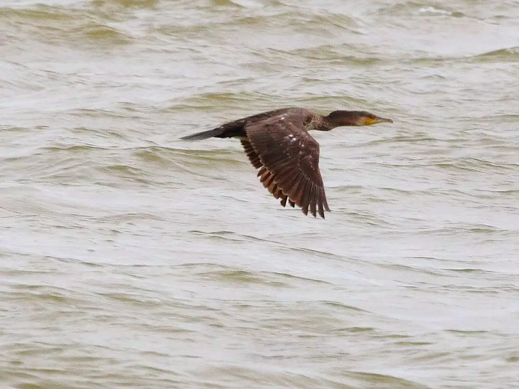 Cormorant mund të fluturojë mbi ujë për një kohë të gjatë në kërkim të peshkut.