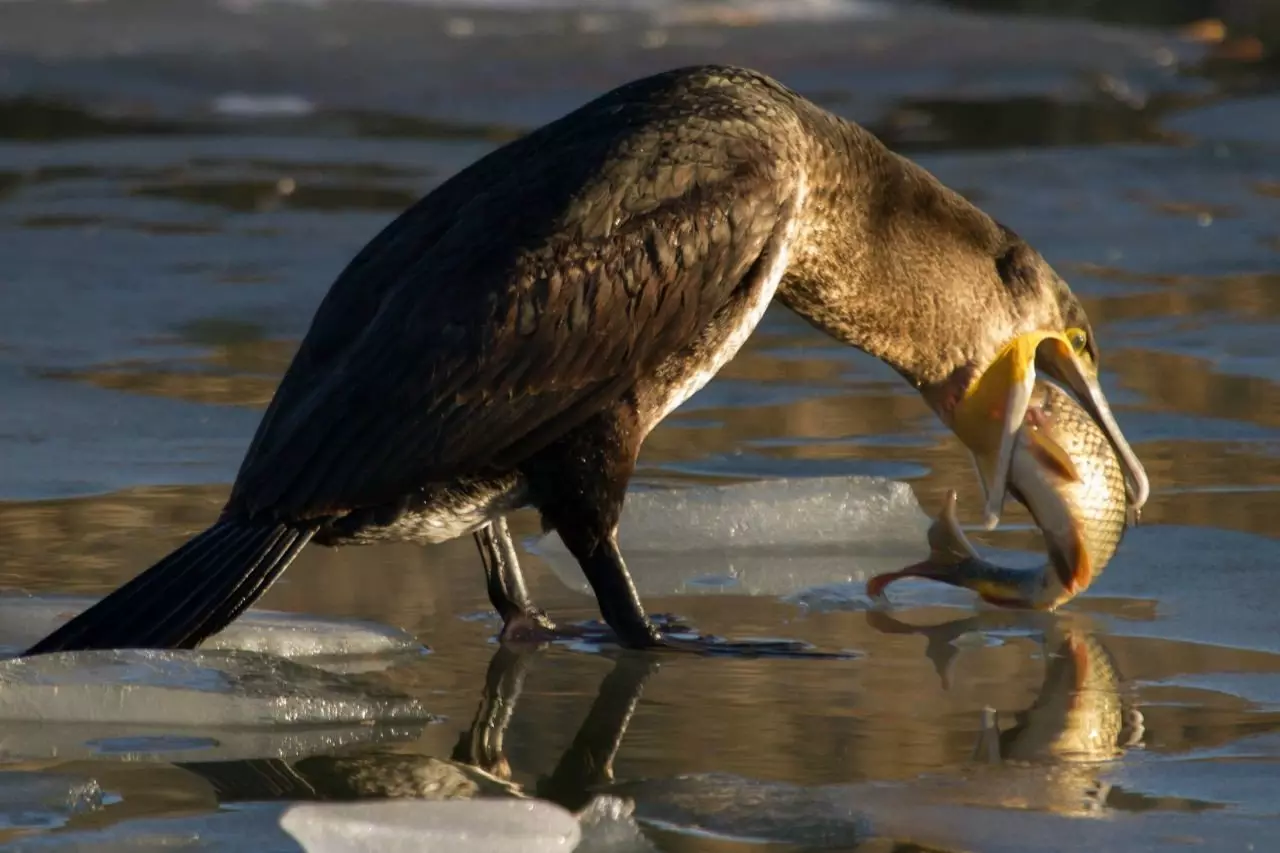 The main food of cormorants is fish.