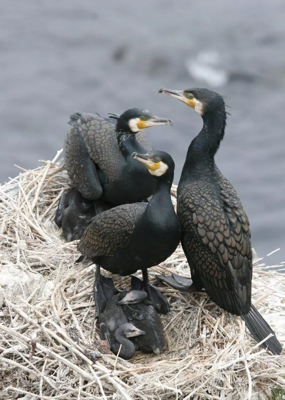 Cormorants janë prindër të kujdesshëm.