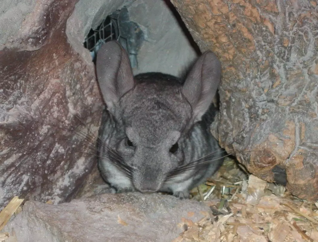 Chinchilla (lat. Chinchilla)