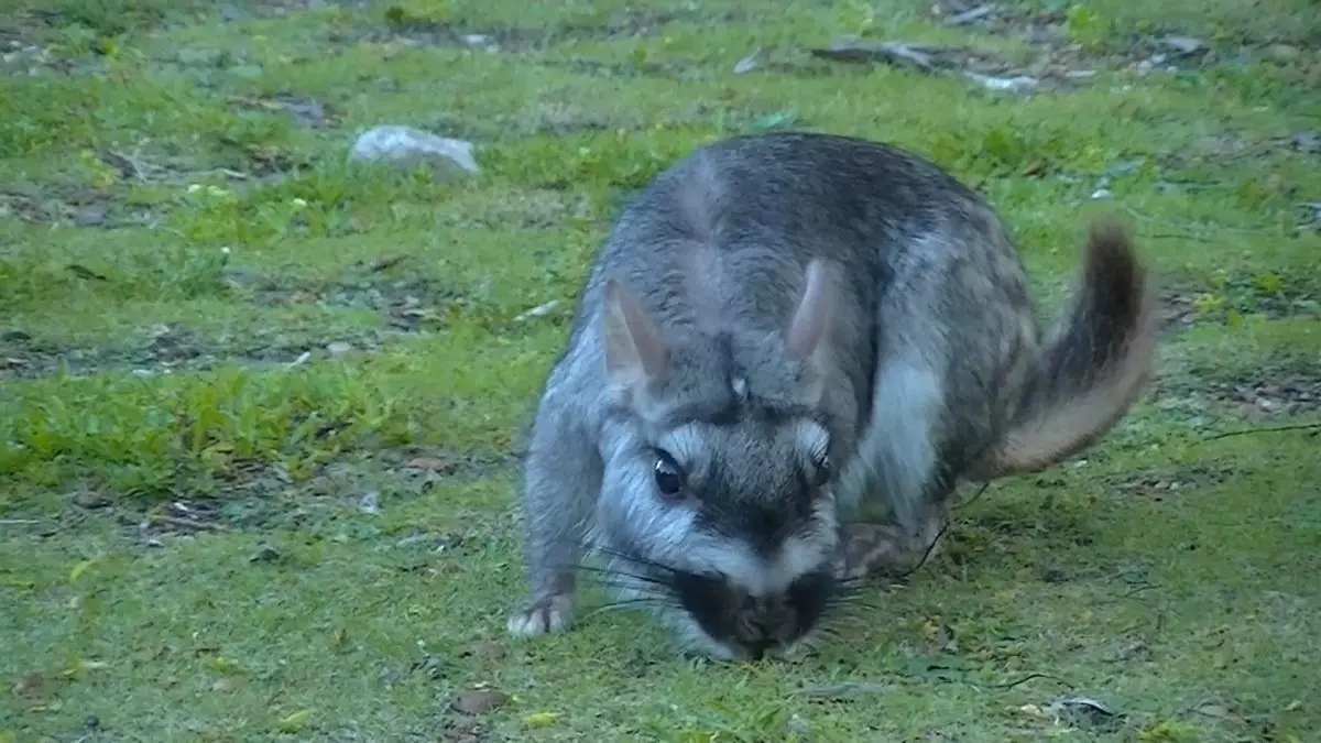 Chinchilla e ka itšireletsa.