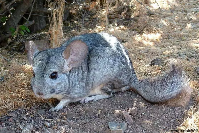 Chinchilla ya mkia mrefu