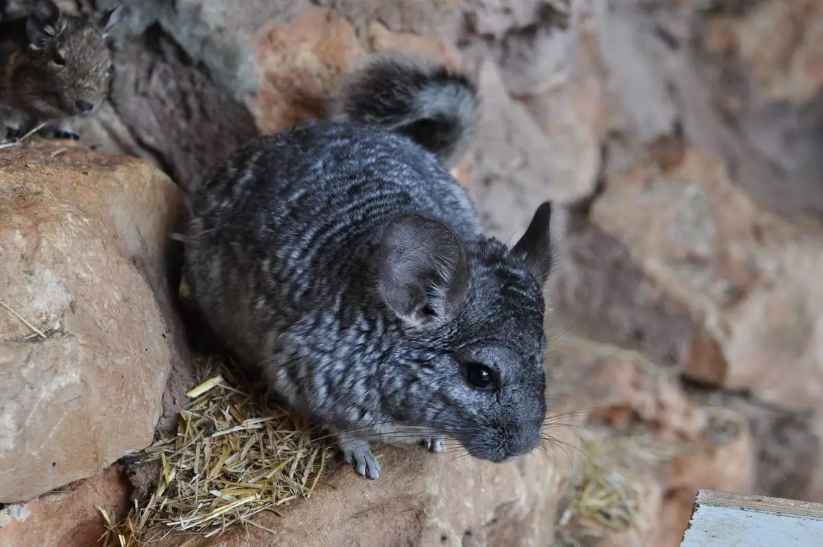 Ama-chinchillas yizilwane zasendle ezikhetha indawo enamadwala nezintaba.