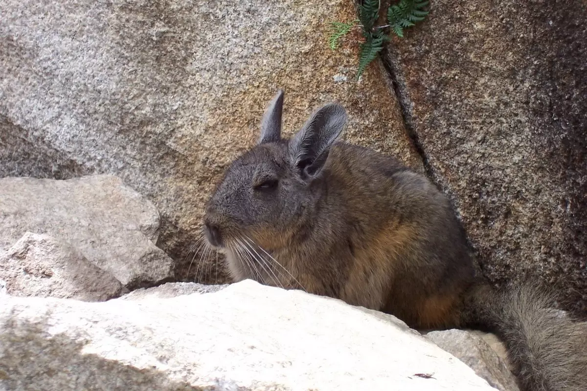 Chinchilla akiwaka jua.