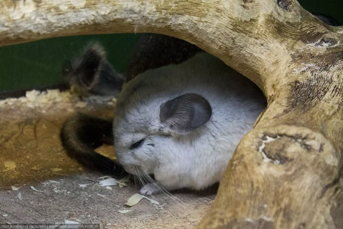 I-chinchilla yasogwini iphumule endlini yayo yemink.