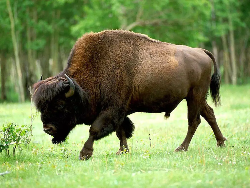 Bison (lat.Bison bison)