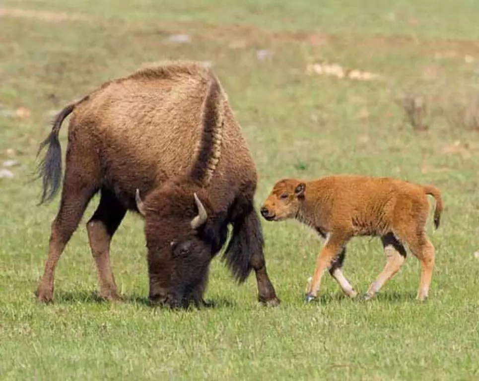 Betis bison muda.