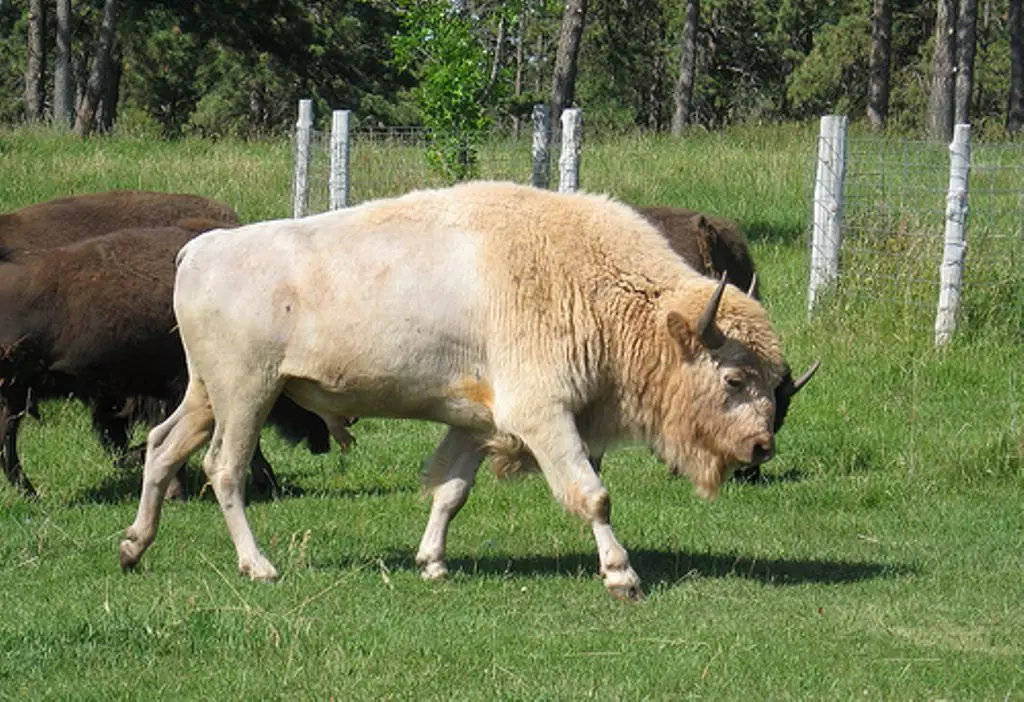 Bison albino yang langka.