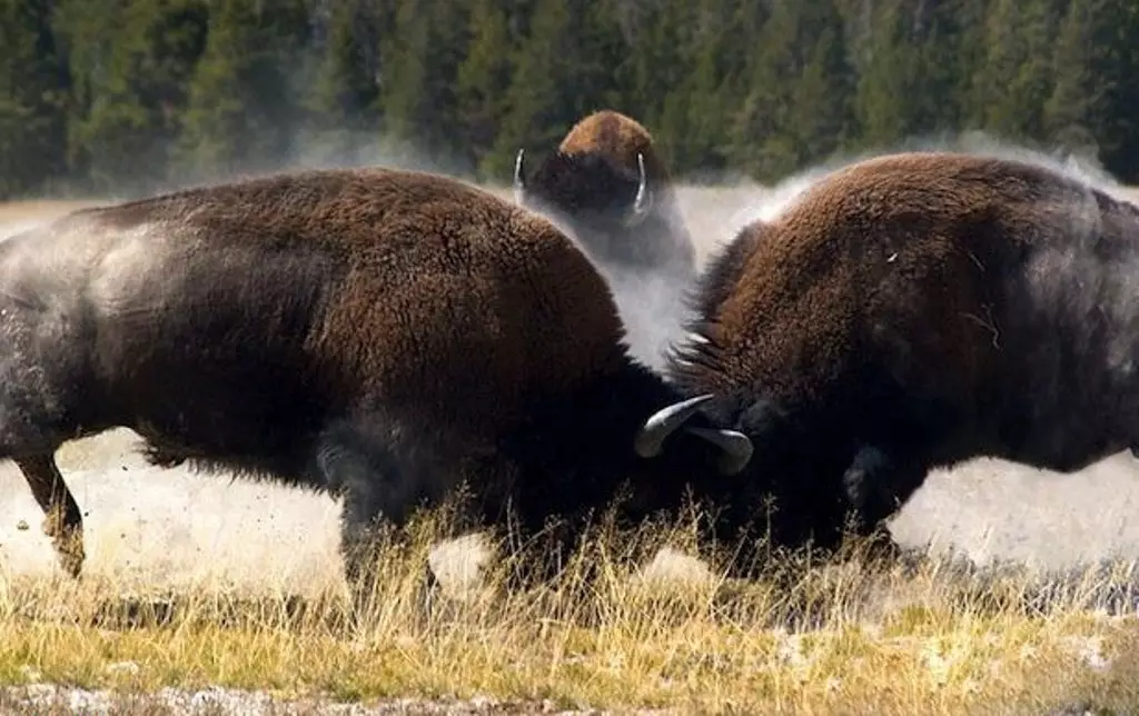 Bison bertarung untuk betina atau untuk posisi hierarkis dalam kawanan.