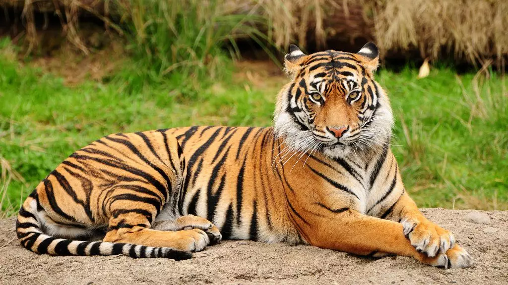 Bengálske tigre vážia viac ako 300 kilogramov.