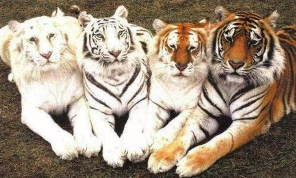 Çar piling: albino, spî, zêr û Bengal.