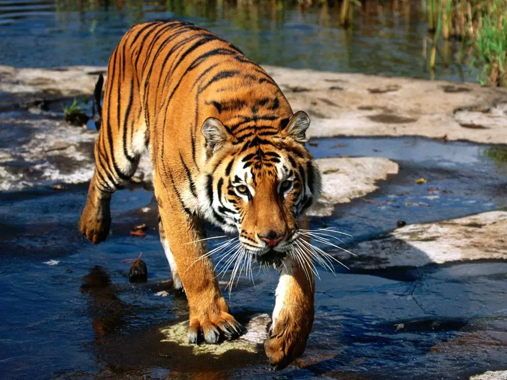 Tiger ya Bengal kwenye shimo la kumwagilia.