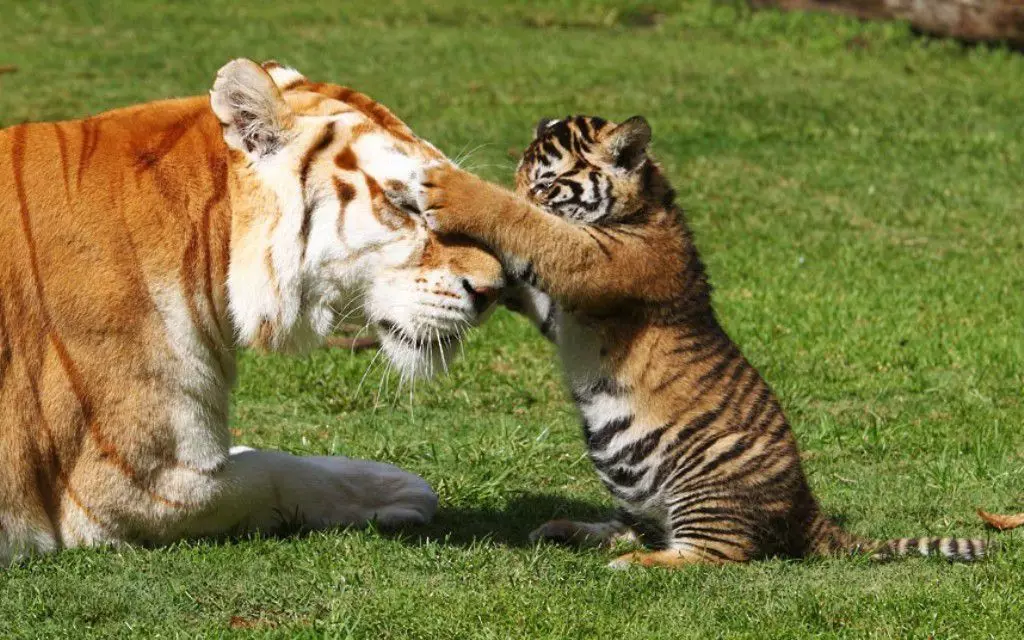 Tigre kumeak tigre heldu batekin jolasten du.