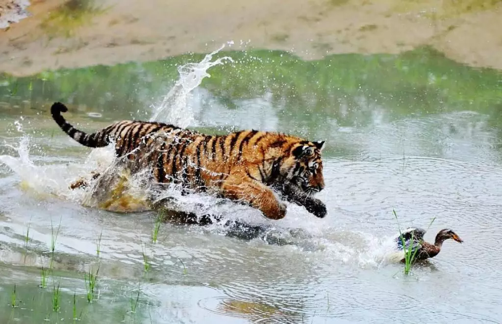 Uwindaji wa bata tiger wa Bengal.