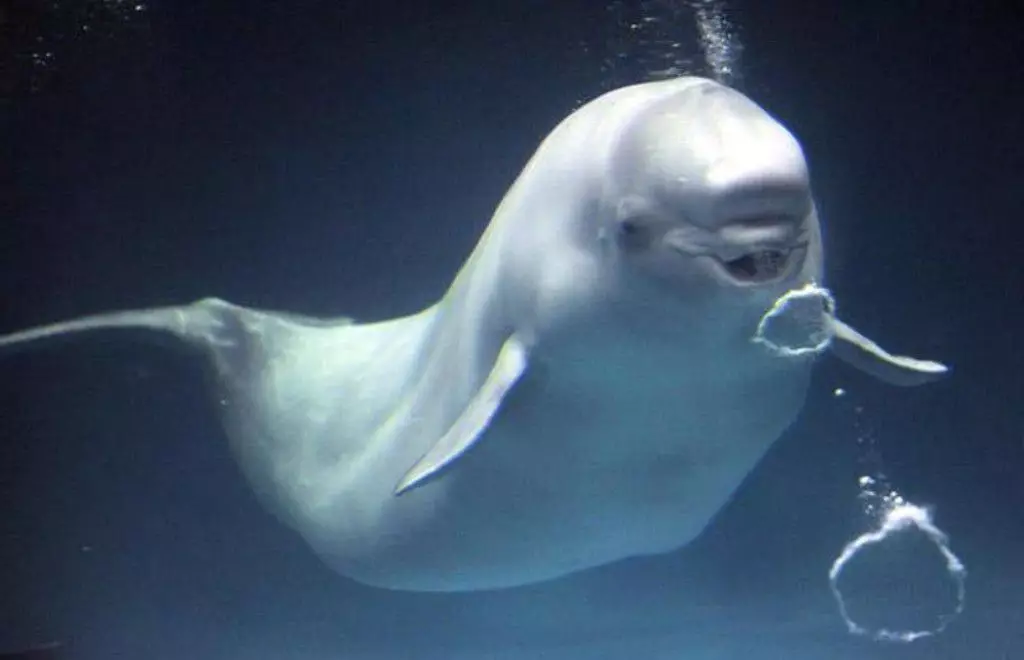 Beluga-Wal bläst Luft in Form von Ringen aus.