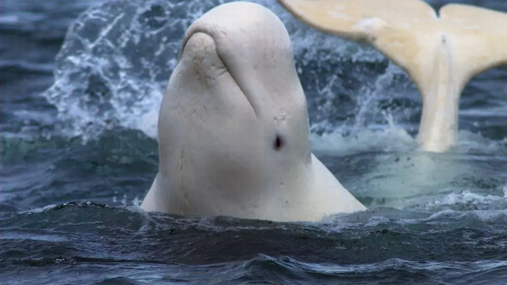 La pezo de la beluga baleno atingas du tunojn.