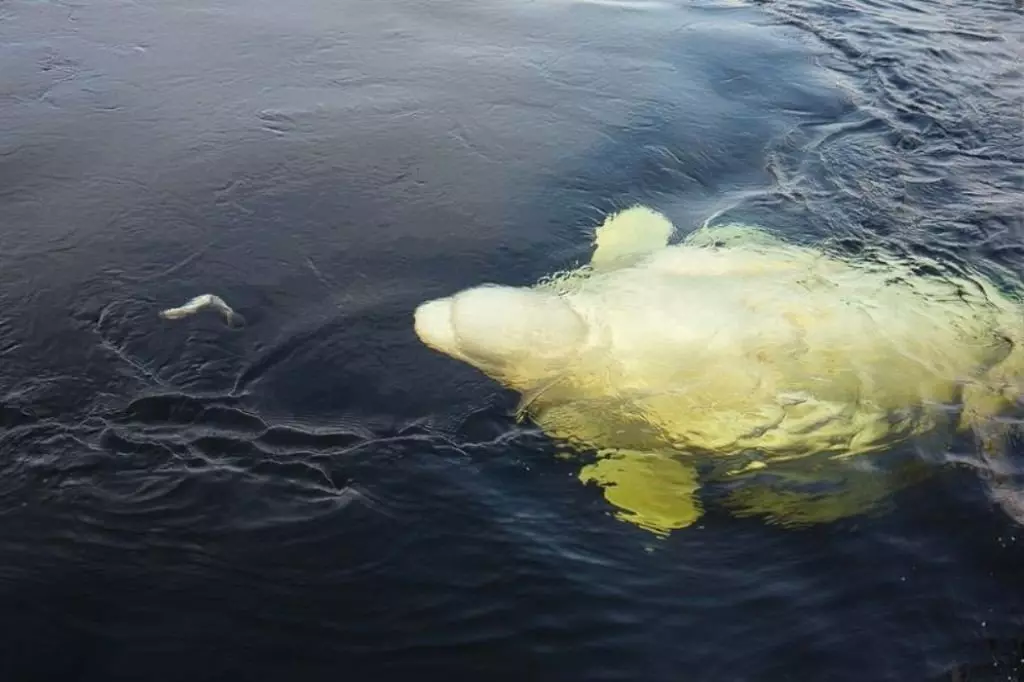 Pagpakaon sa mga balyena nga beluga nga adunay isda.