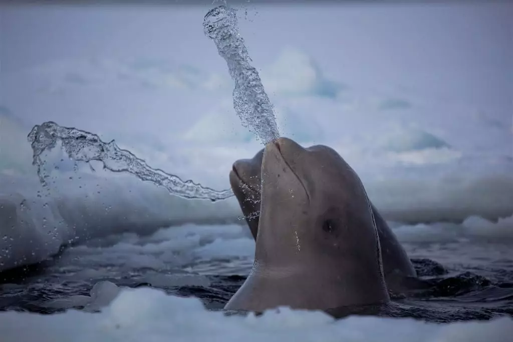 Ein im Armloch schwimmender Beluga-Wal bläst Wasser und Luft aus.