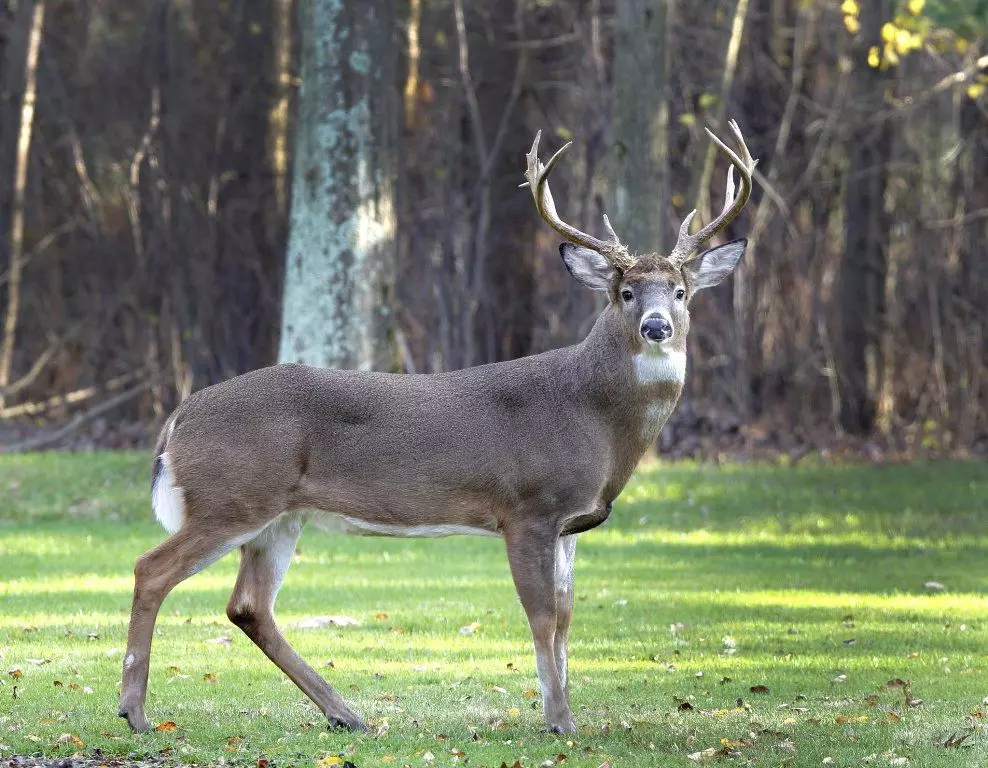 Белахвостыя алень (лац. Odocoileus virginianus)