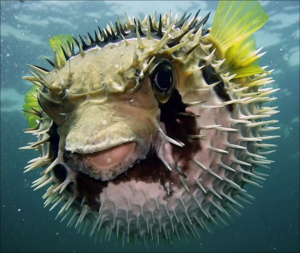 چمڙي ۽ هيج هگ م fishي جي اندريون ٽائٽروڊوٽوڪسين جي اڏاوت جي ڪري زهر ٿي سگهن ٿيون.