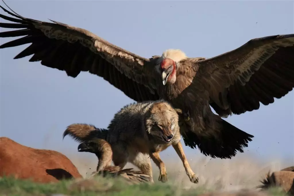 Lluitant contra un voltor amb un llop per a la presa.