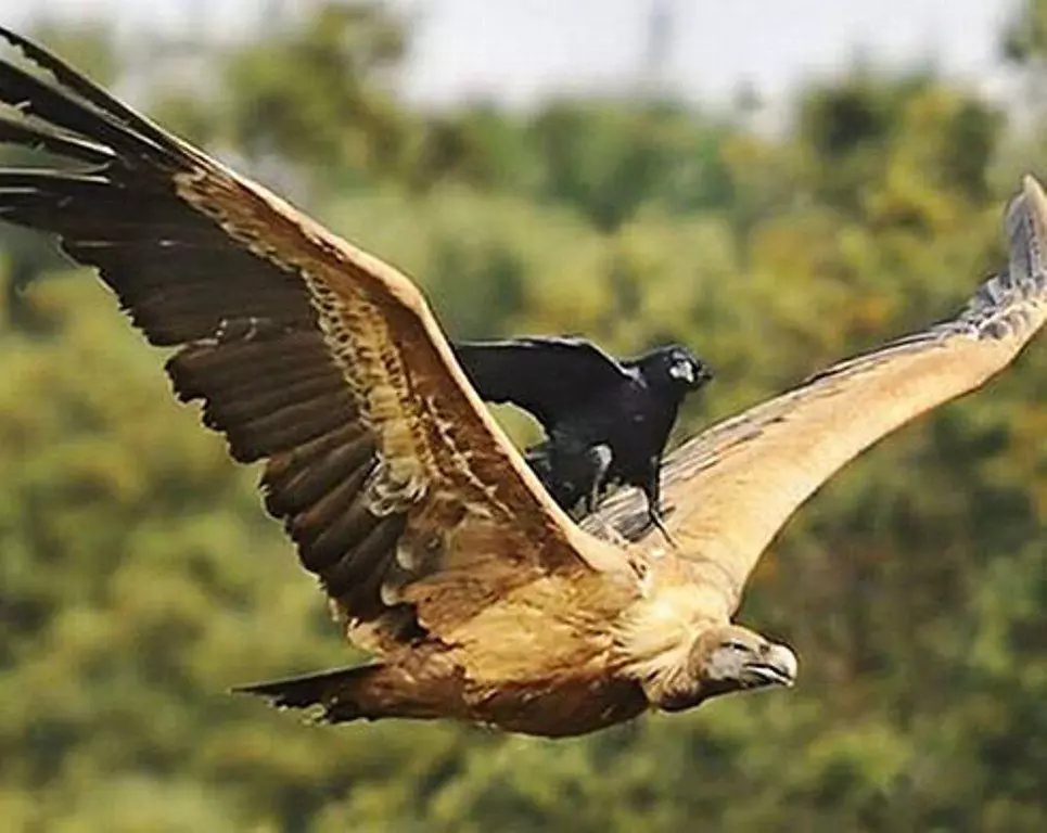 Un tret rar: un corb assegut a la part posterior d’un voltor volador.