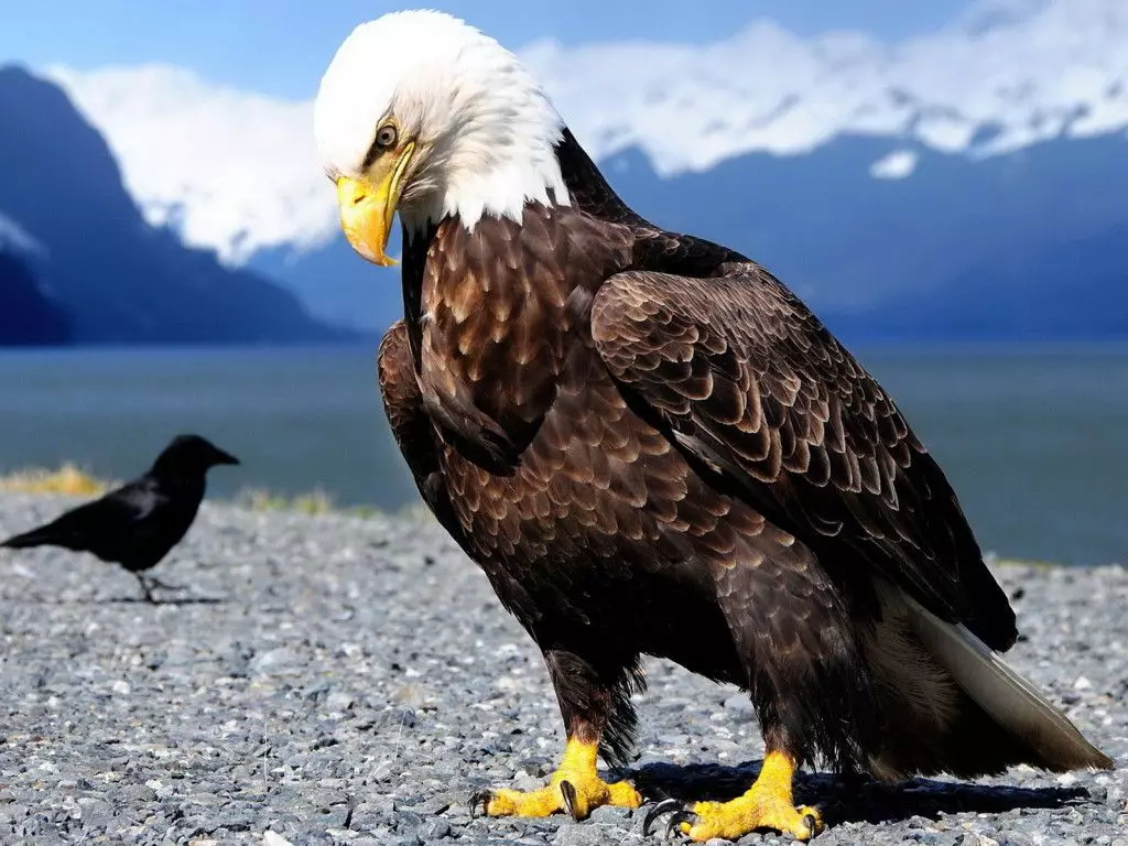 Bald Eagle (Latyn Haliaeetus leucocephalus)