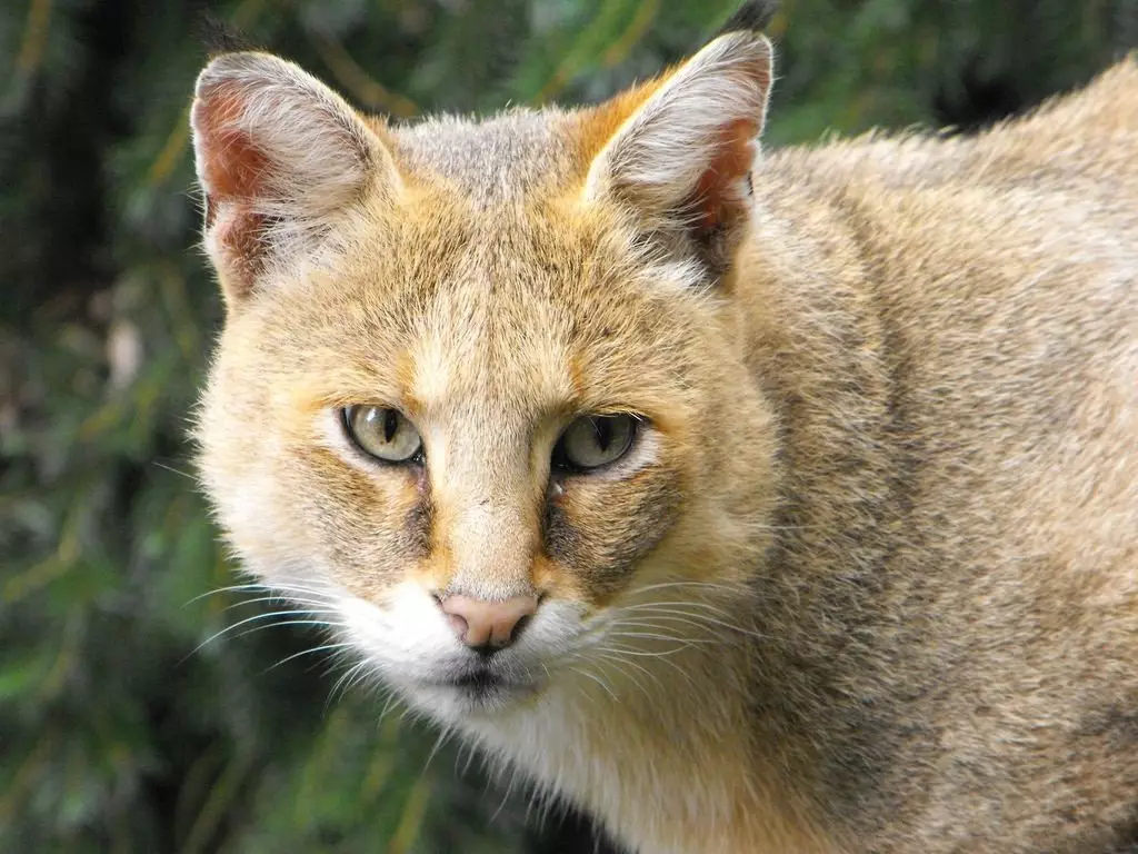 O gato da selva ten un aspecto moi similar a un gato doméstico común.
